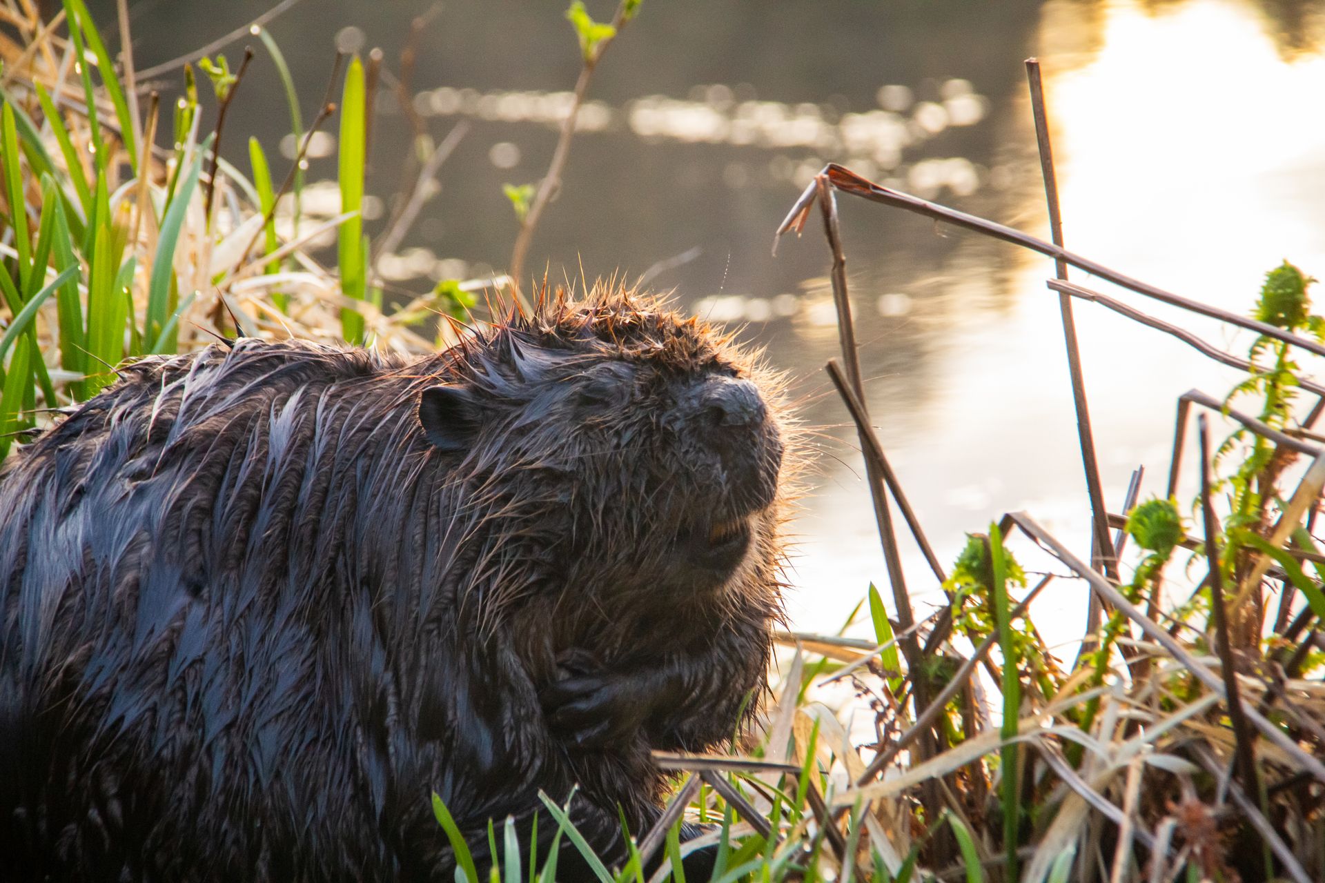 Beavers, Nature's Amazing Engineers
