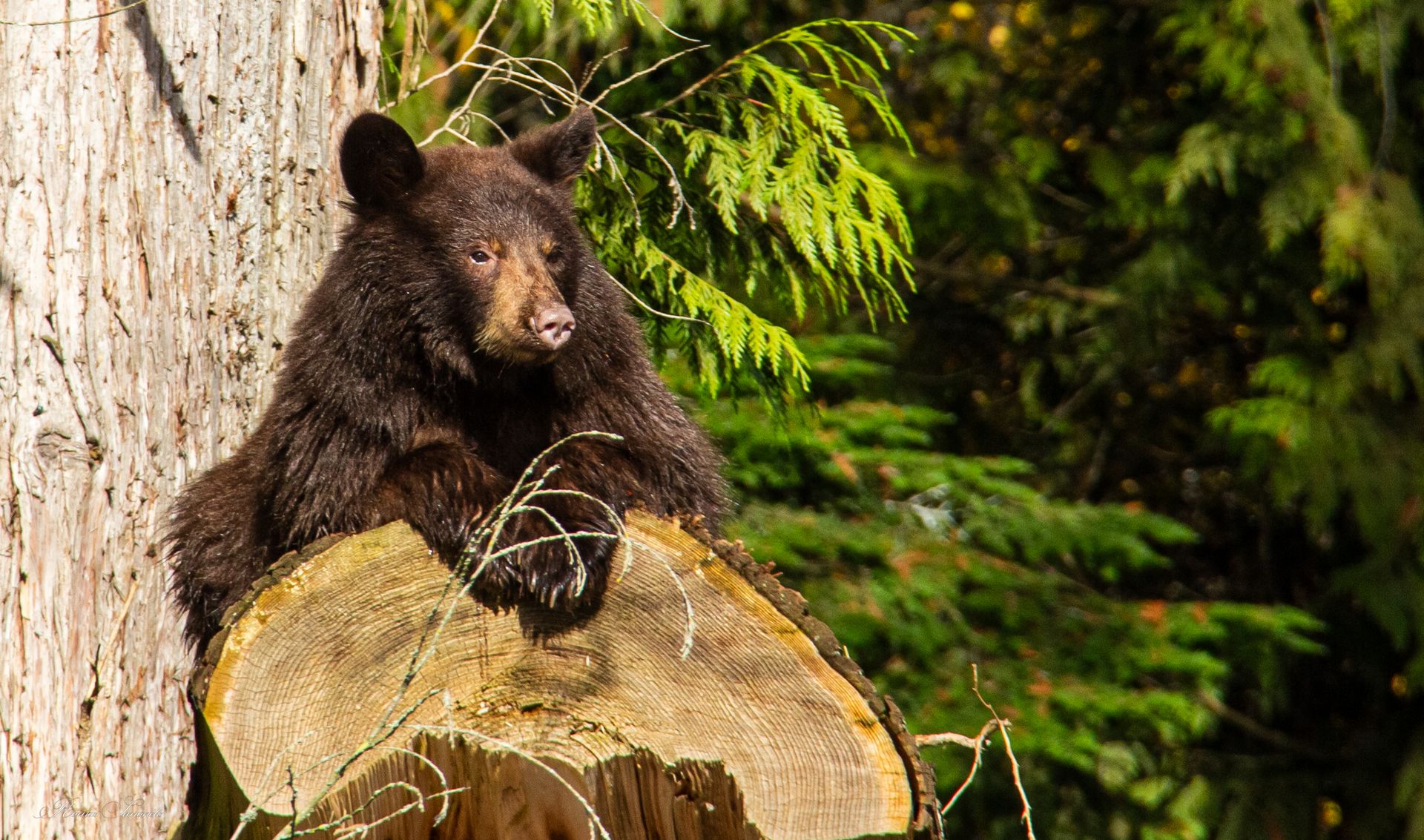 British Columbia Black Bears: Gentle Giants of the Forest