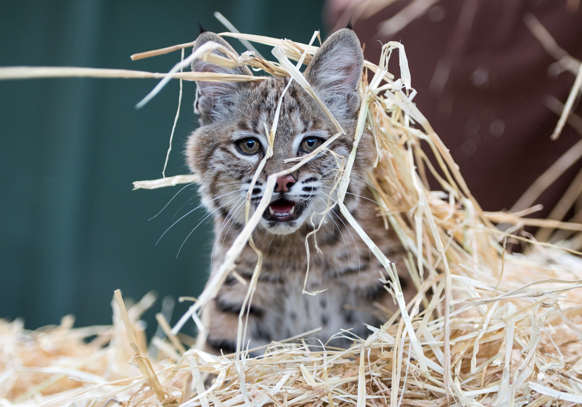 Critter Care Wildlife Society | Rescue | Rehabilitate | Release