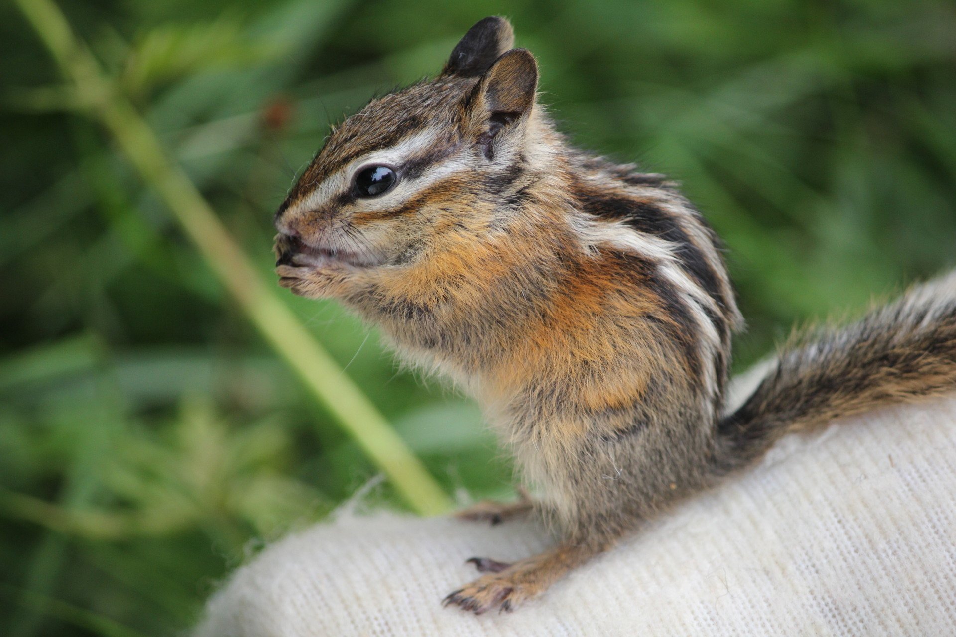 Critter Care Wildlife Society | Rescue | Rehabilitate | Release