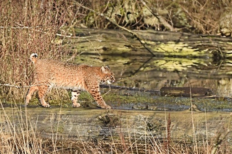 What benefits do predators provide in urban environments?