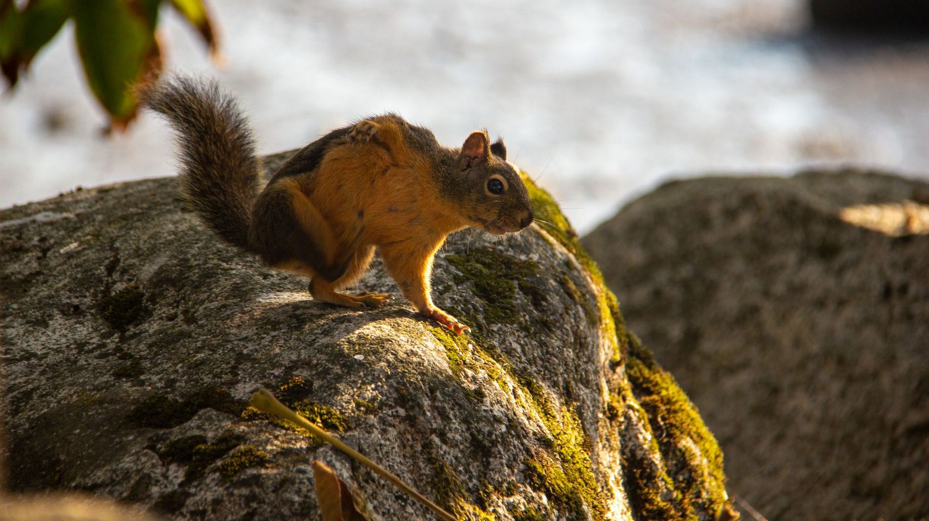 The playful, The noisy, The Wild Douglas Squirrel