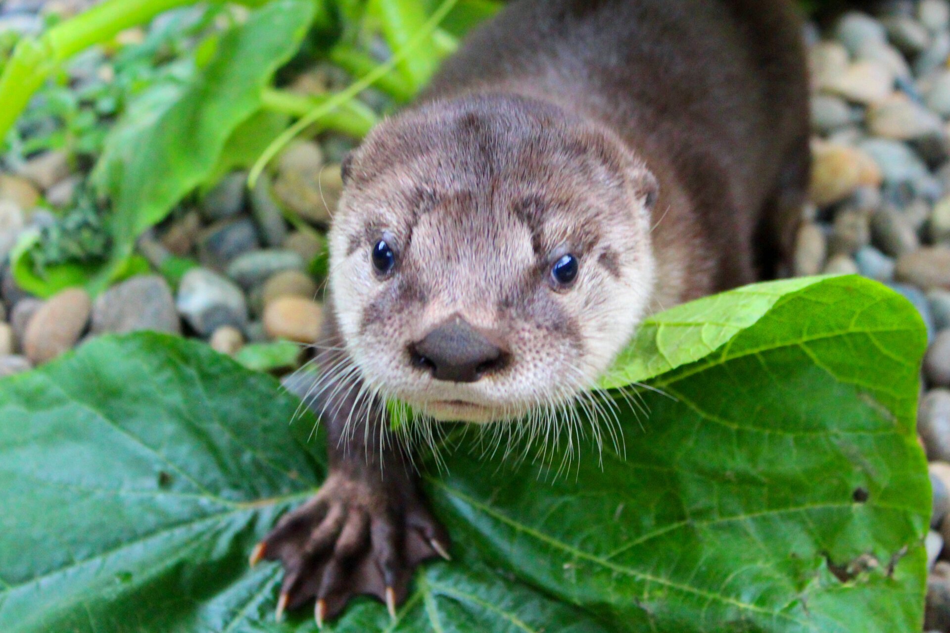 Learn About the Animals