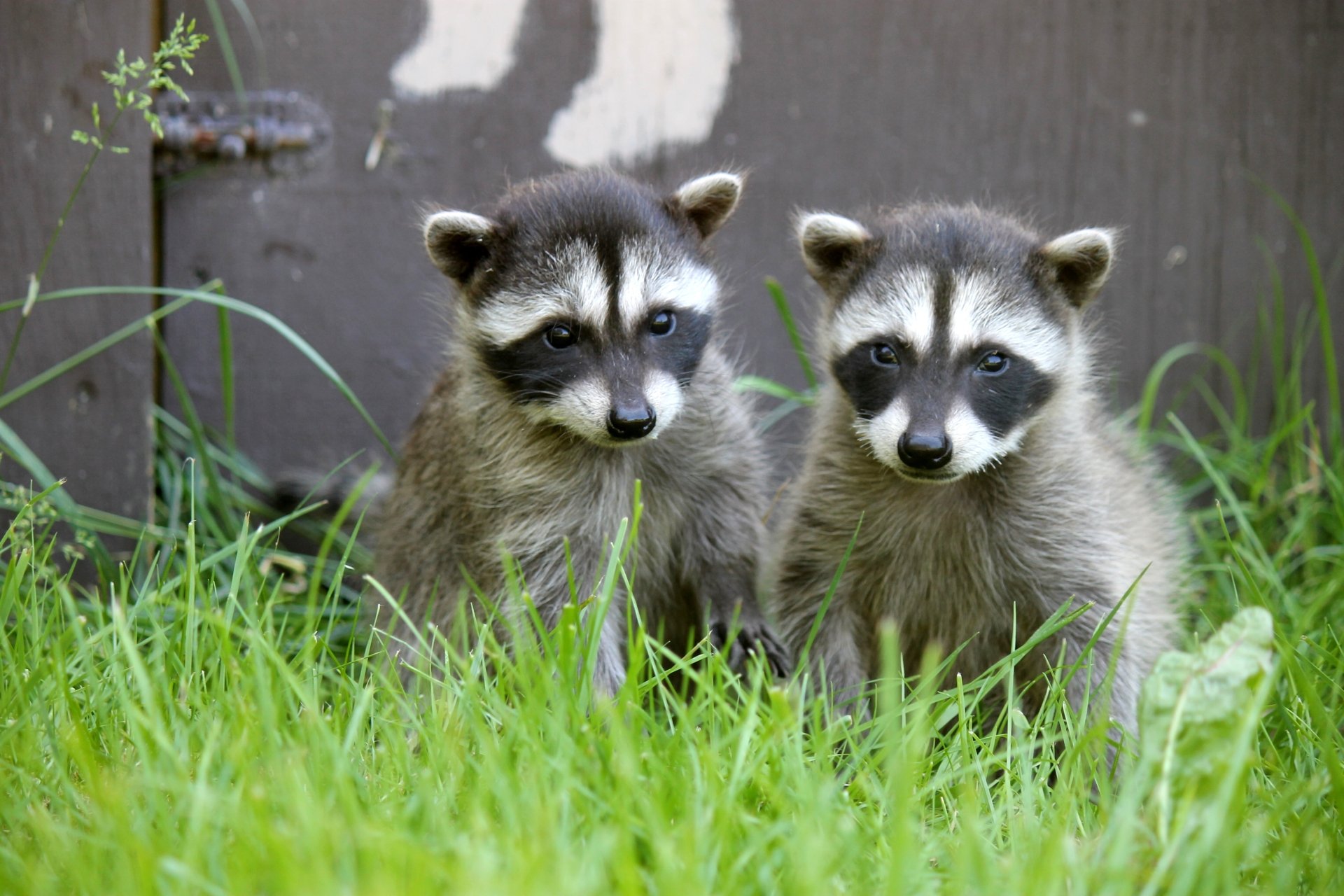 Critter Care Wildlife Society | Rescue | Rehabilitate | Release