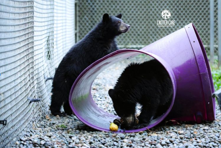 Bear Update: Waking Up from Winter Dormancy period