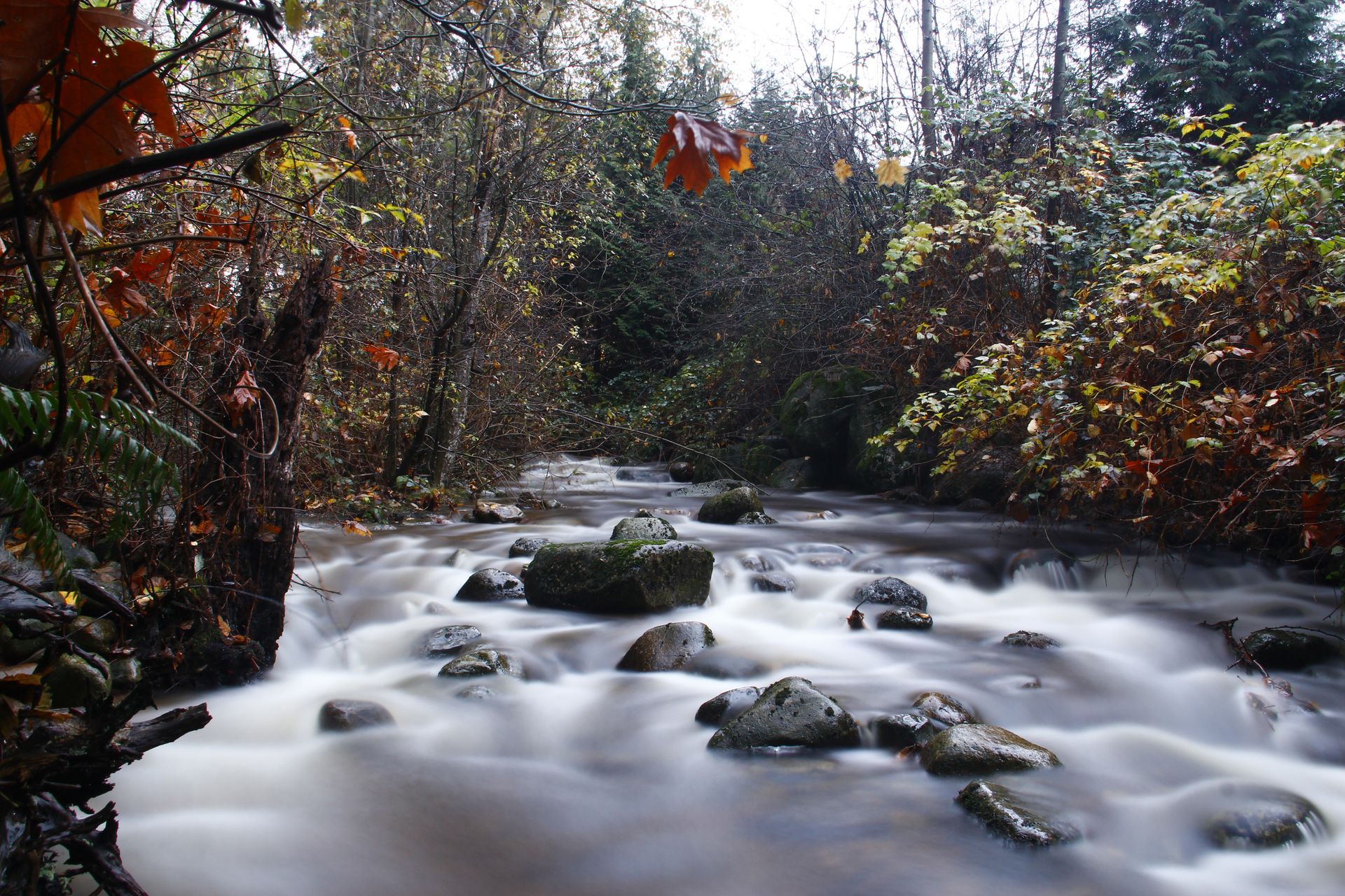 Strategies for Enhancing Urban Wildlife Conservation