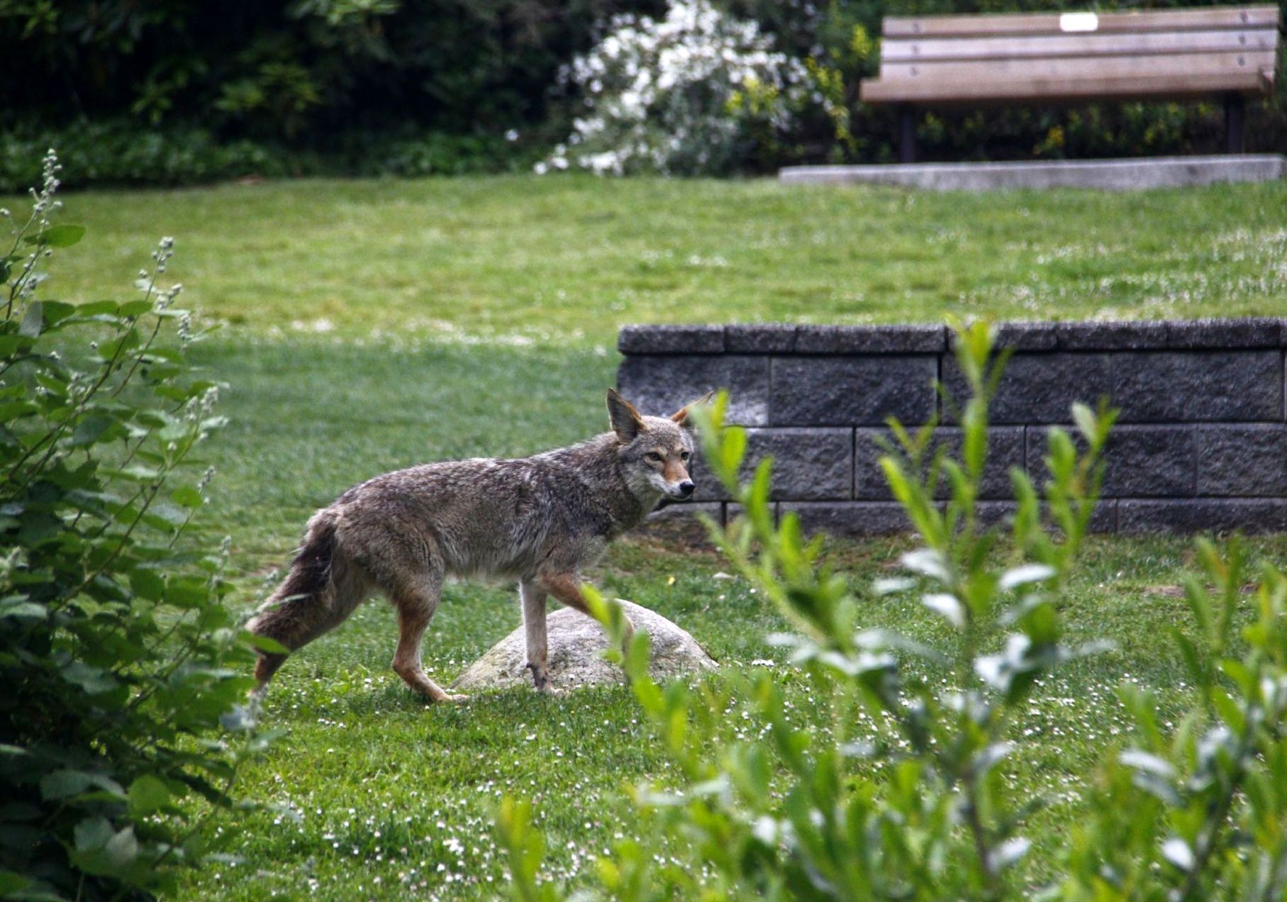 Urban wildlife refers to the animals that live in urban settings
