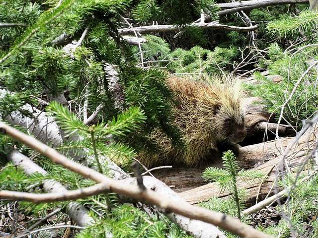 Getting to know the North American Porcupine, aka quill pig