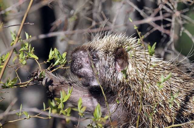 Getting to know the North American Porcupine, aka quill pig