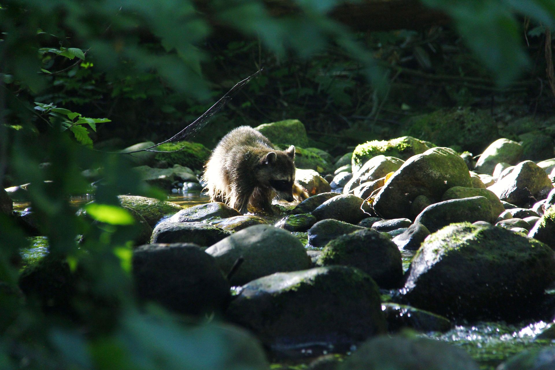 Strategies for Enhancing Urban Wildlife Conservation