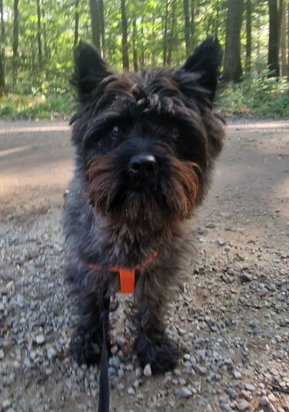 roedeluitlaatservice