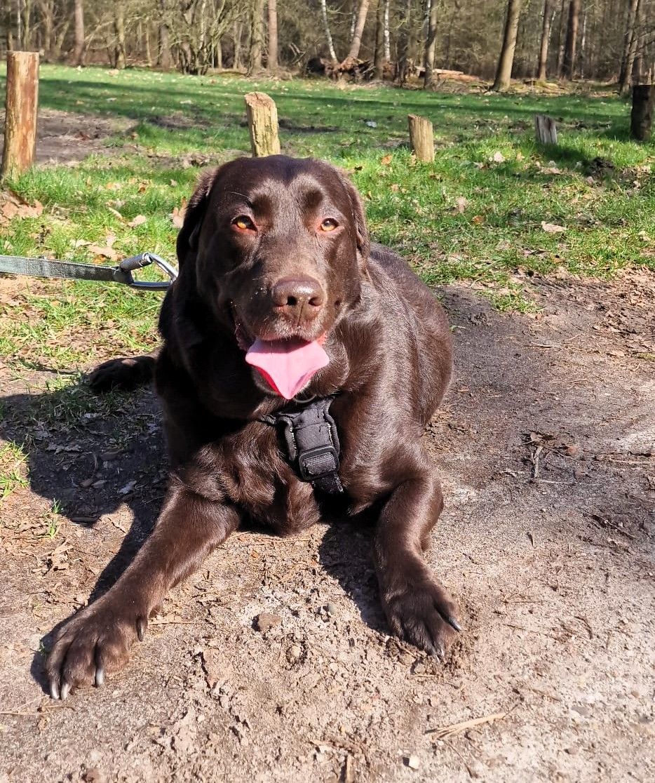 roedeluitlaatservice