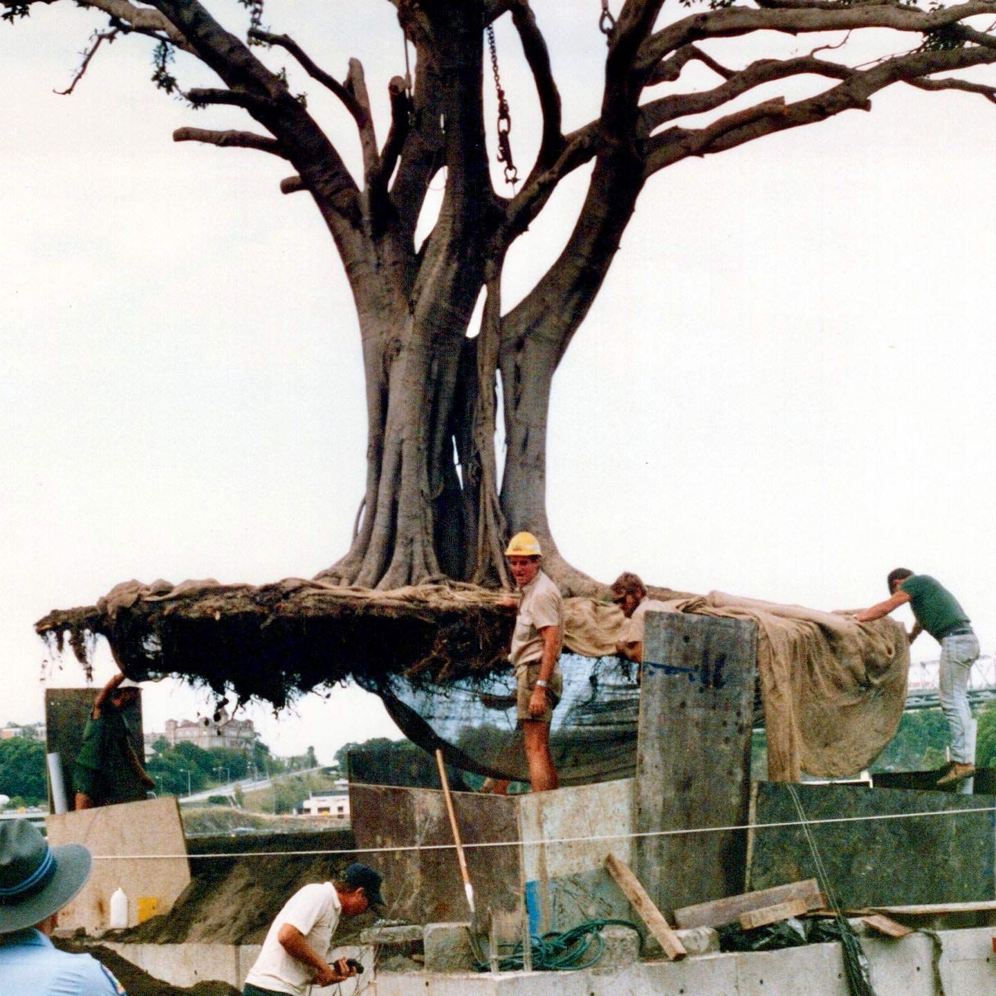 Arborist | Brisbane, QLD | The Tree Doctor