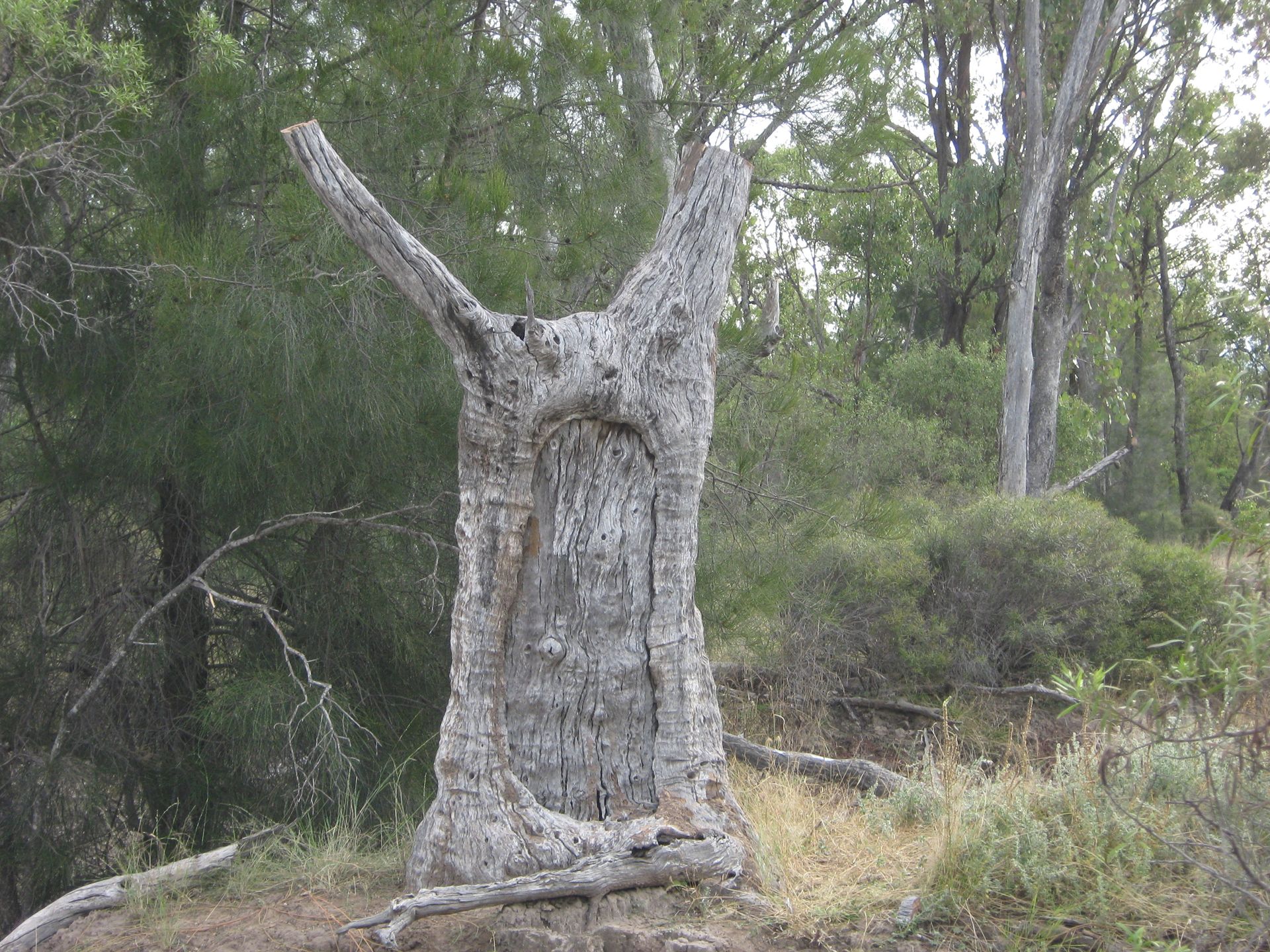 Scar Trees | Brisbane, QLD | The Tree Doctor