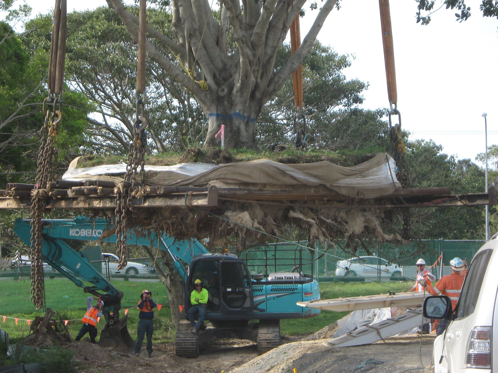 Tree Transplants | Brisbane, QLD | The Tree Doctor