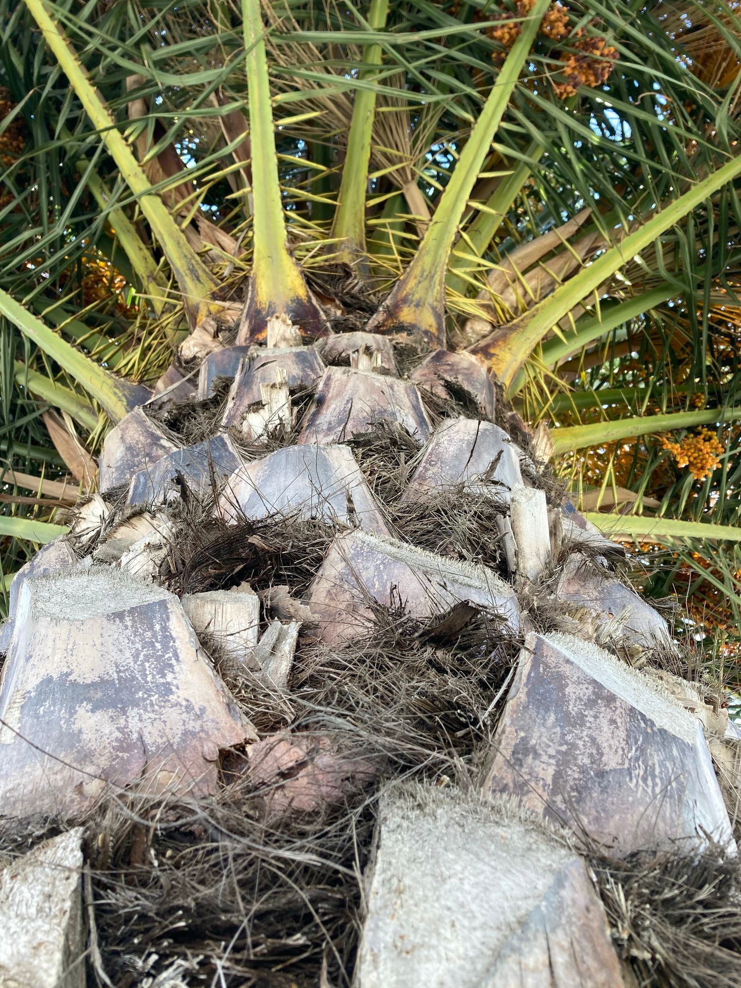 Palm Tree Maintenance | Brisbane, QLD | The Tree Doctor