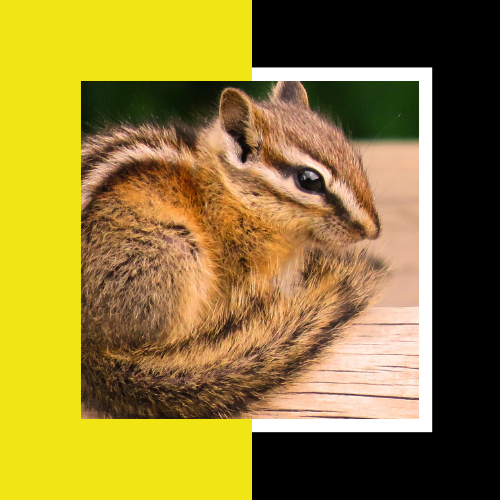 Chipmunk Removal & Control - Expert Wildlife Removal