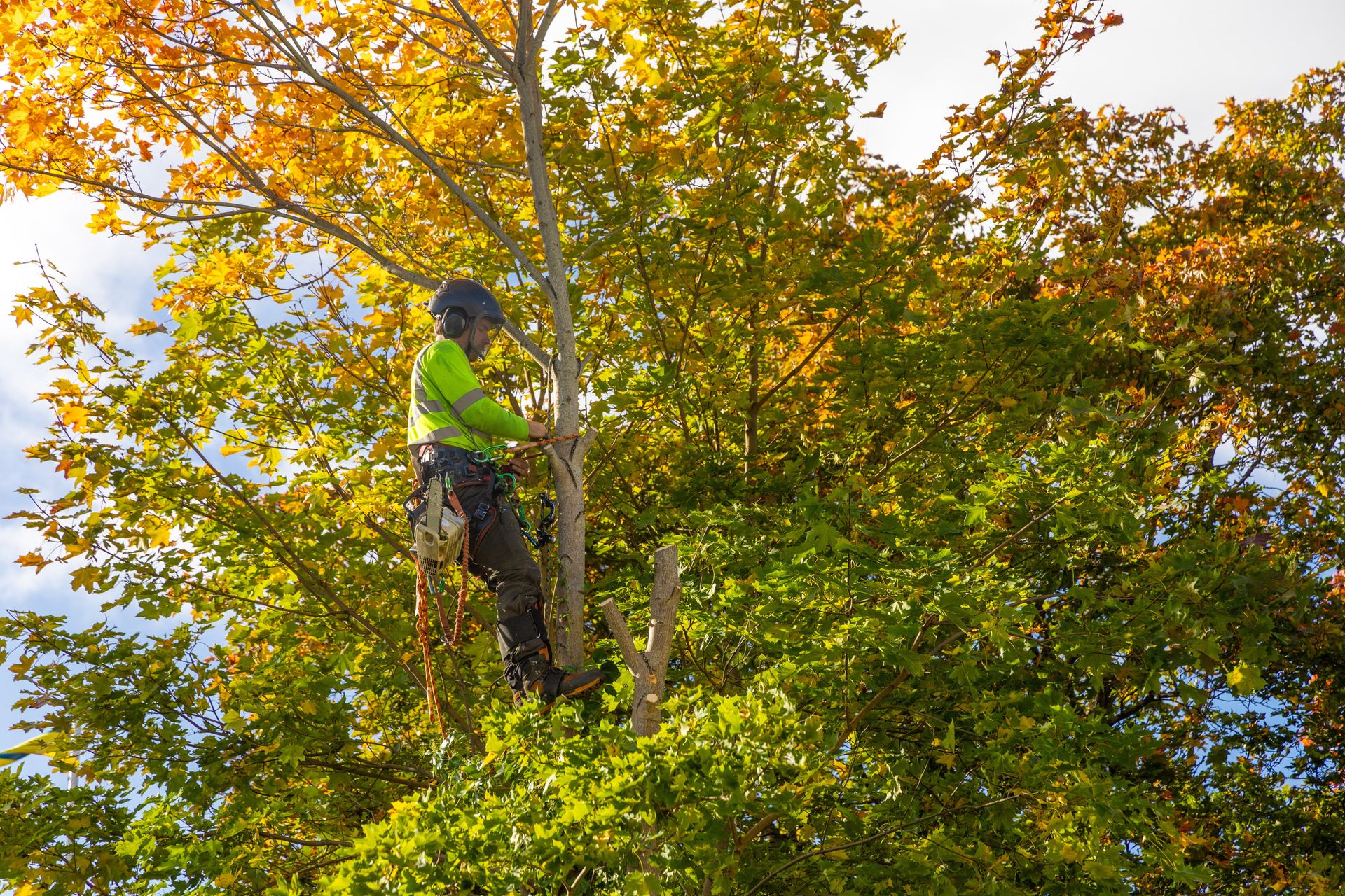 Best Tree Care Services | Access Services | Steger, South Chicago ...
