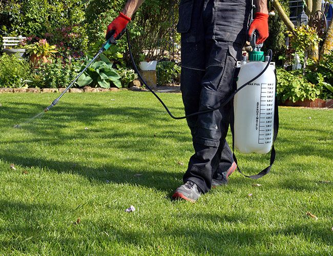 Turf Magic Lawn & Pest Control - Home