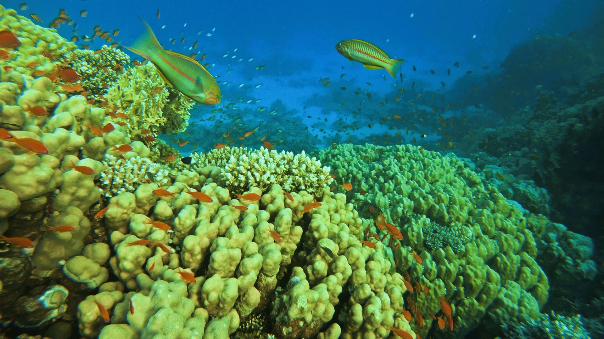 Gallery at Tropitel Dahab Oasis | Explore Our Stunning Collection