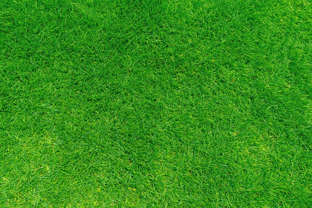 Turf in Dalby | Highfields Turf