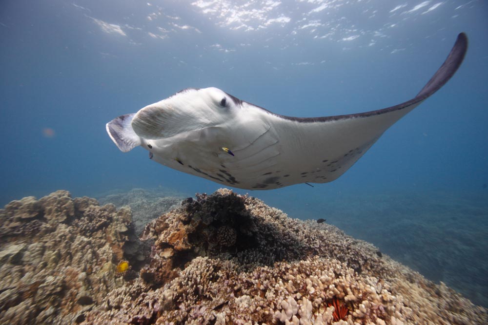 Manta Rays