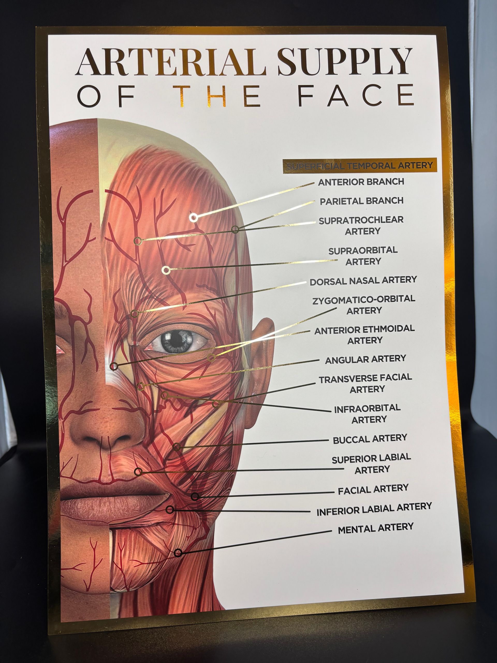 A3 Gold Foil Anatomy Poster - Anatomy of the eye