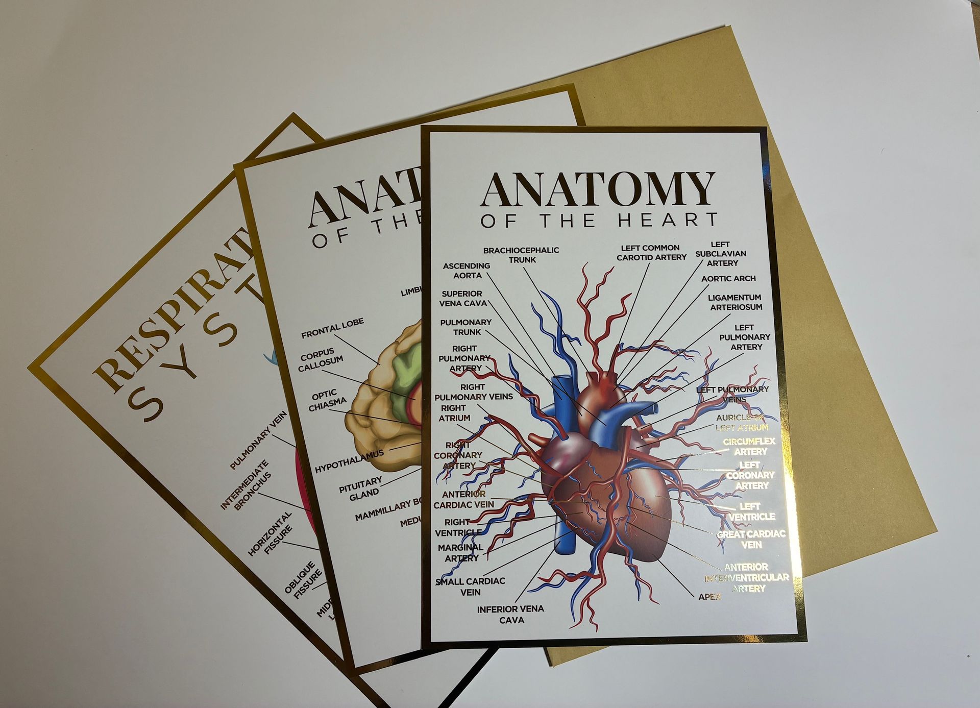 A3 Gold Foil Anatomy Poster - Skin Anatomy