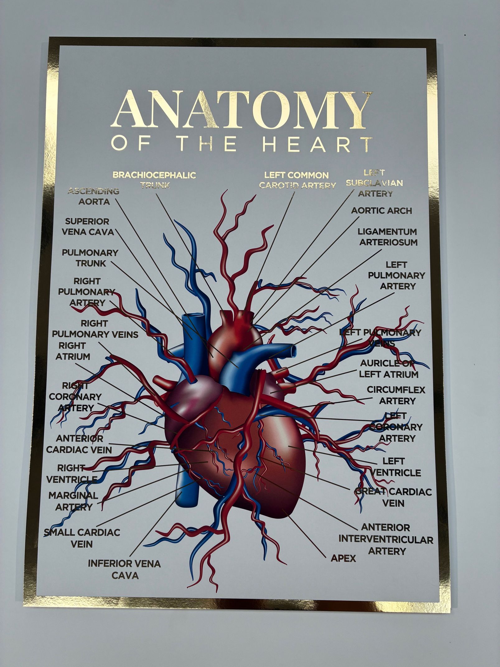 A3 Foiled Anatomy Poster - Arterial Supply of the face