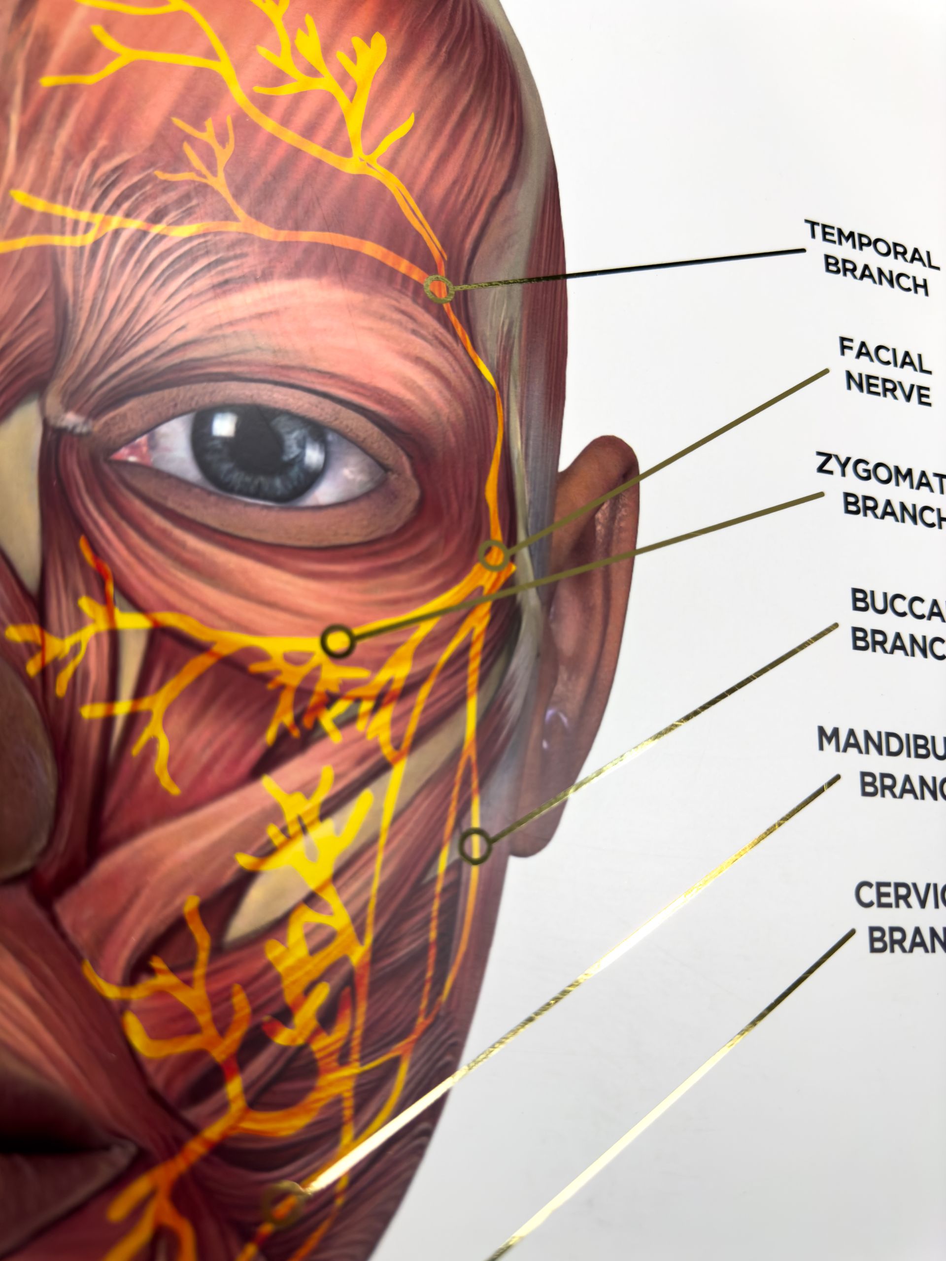 A3 Gold Foil Anatomy Poster - Arterial & Nerve Supply of the face