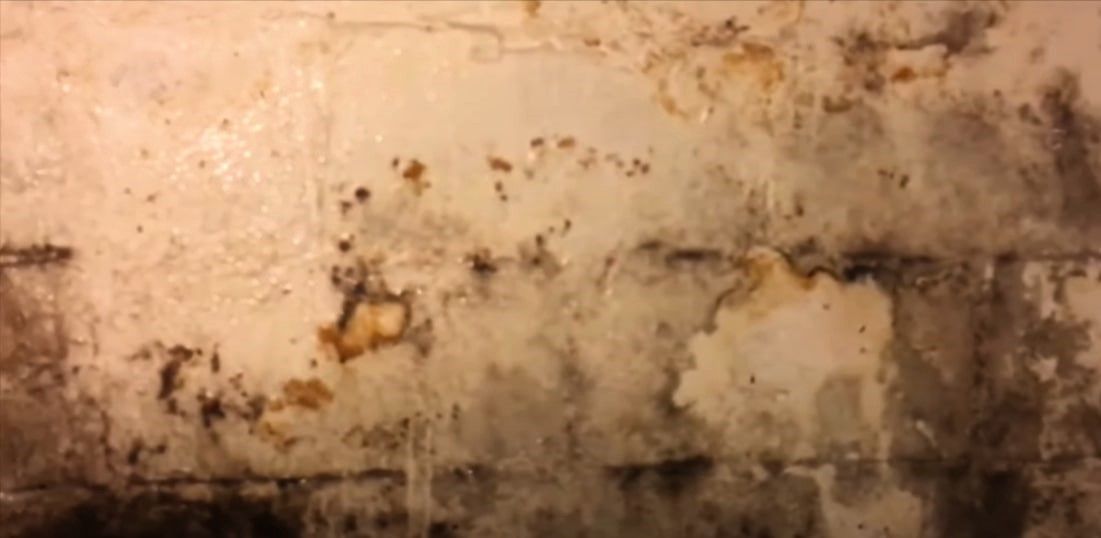 5 Common Causes of Basement Mold and How to Address Them