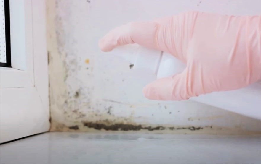 Do You Still Need to Remove Inactive Mold? Yes, and Here's Why