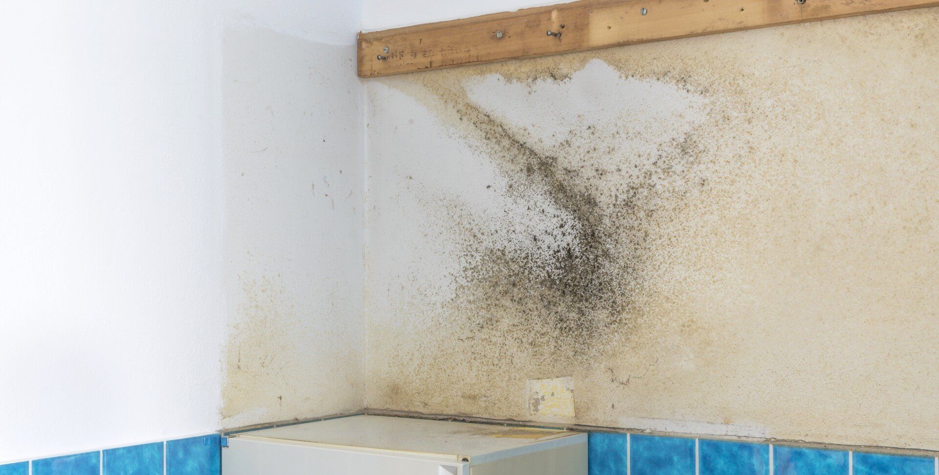 6 Steps to Get Rid of Mold in Walls