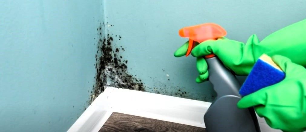 Effective Tips to Prevent Mold Growth After Water Damage