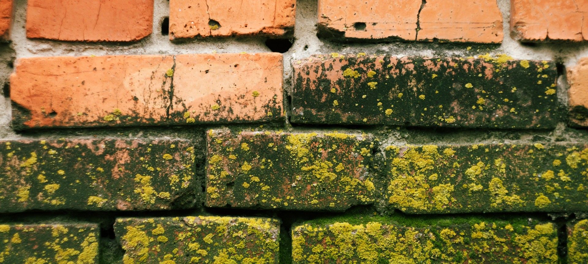 Green Mold: What You Need to Know and How to Get Rid of It