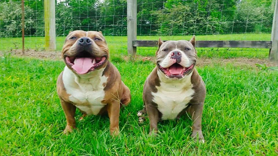 Laser Elite American Bulldogs