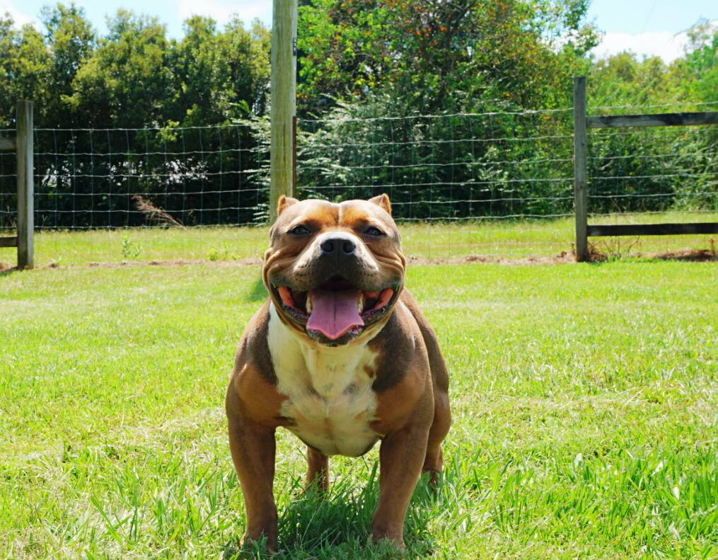 Laser Elite American Bulldogs