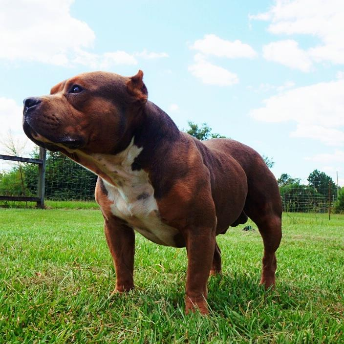 Laser Elite American Bulldogs