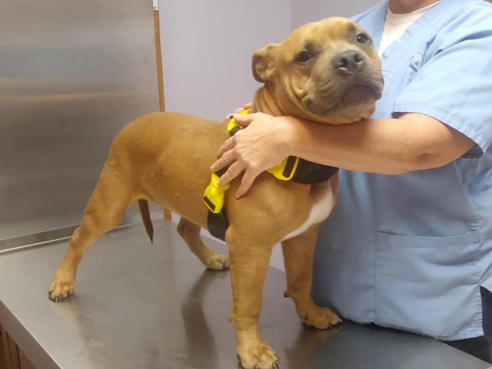 Laser Elite American Bulldogs