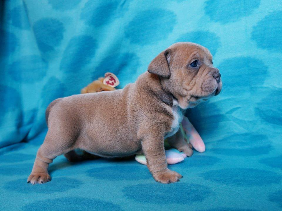 Laser Elite American Bulldogs