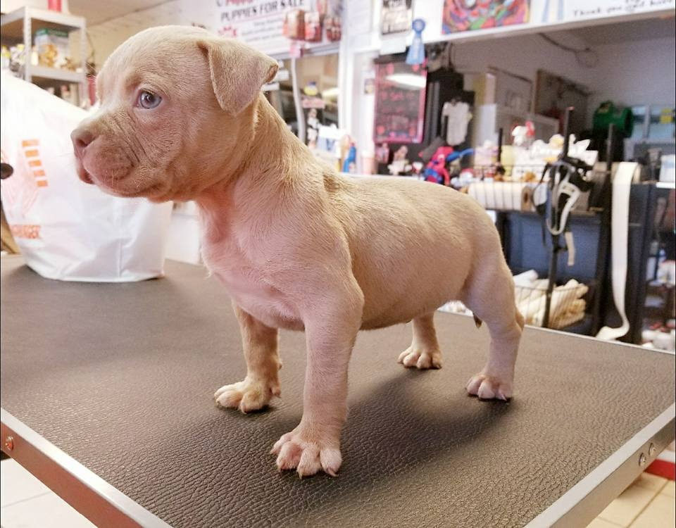 Laser Elite American Bulldogs