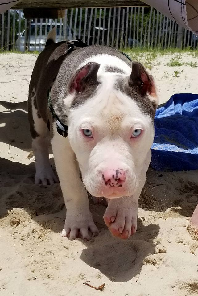 Laser Elite American Bulldogs