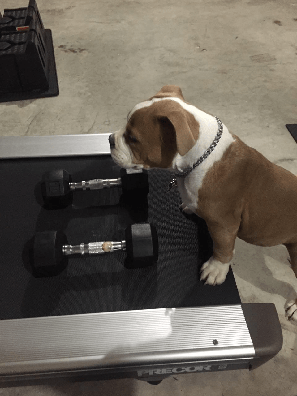 Laser Elite American Bulldogs