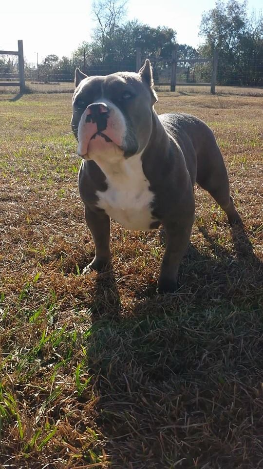 Laser Elite American Bulldogs