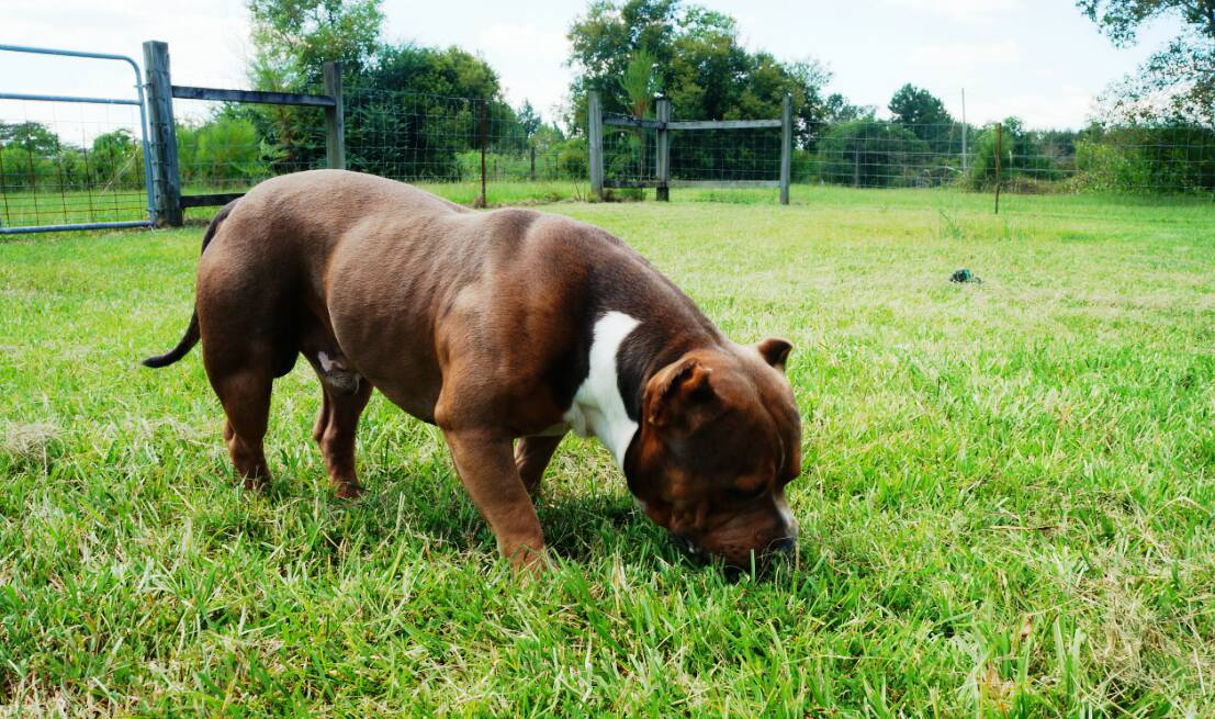 Laser Elite American Bulldogs