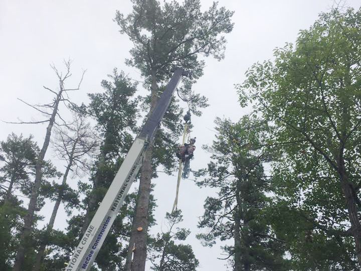 Home [danalawrencetreeservice.com]
