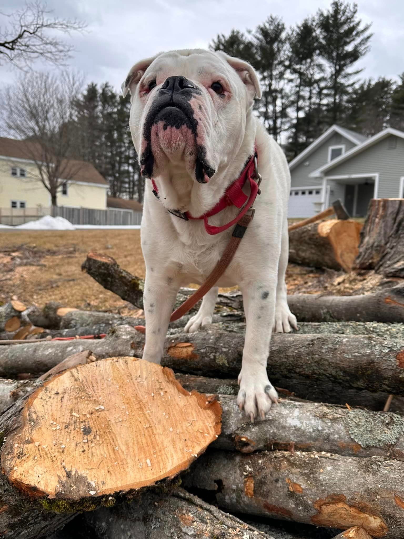 Home [danalawrencetreeservice.com]
