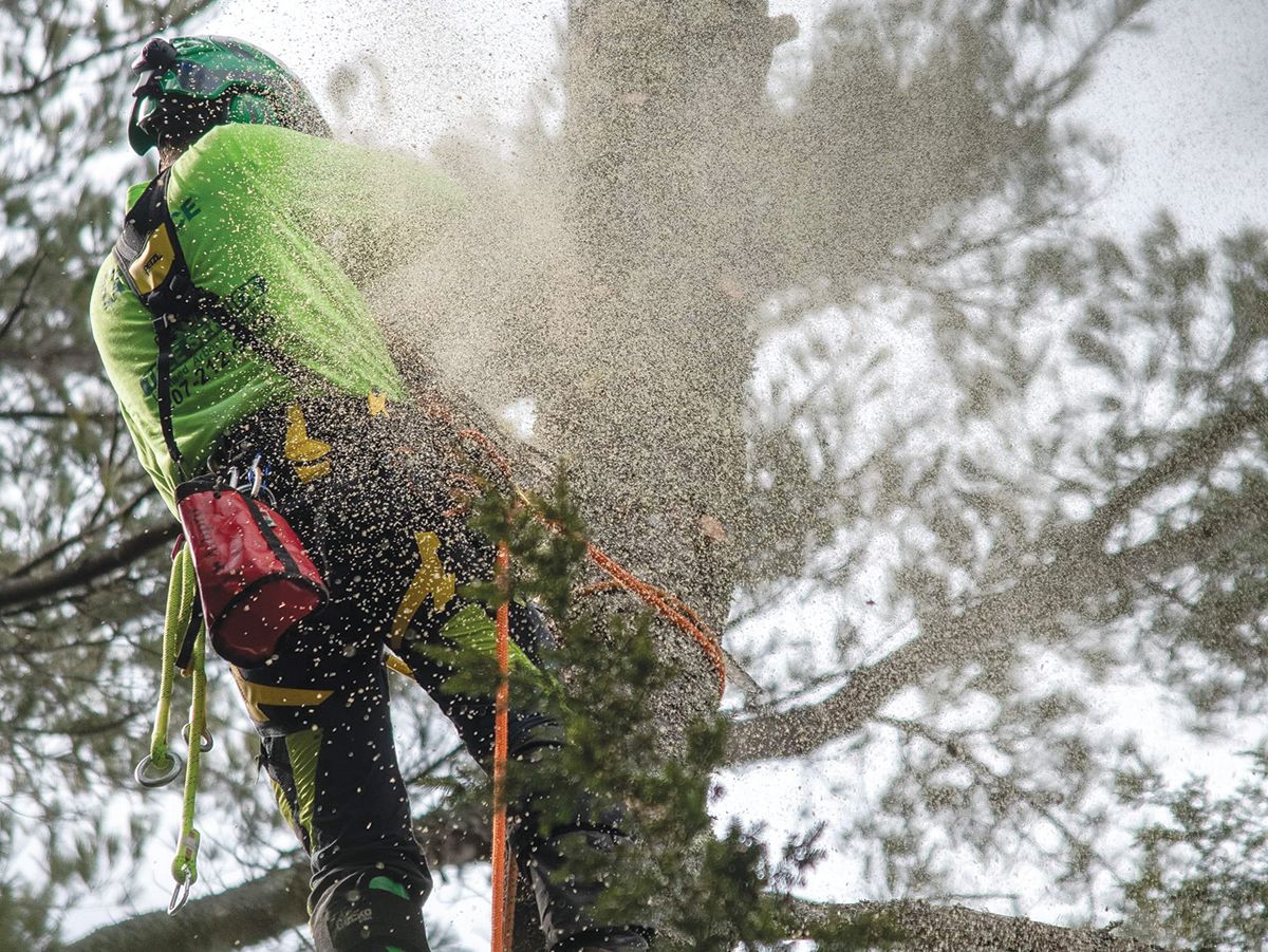 Home [danalawrencetreeservice.com]