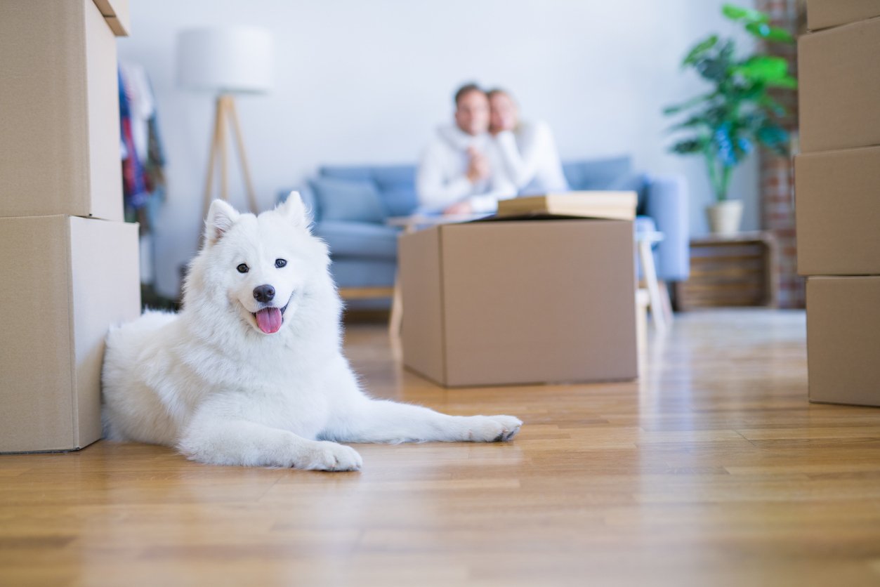 Pets and Rentals: What You Need to Know