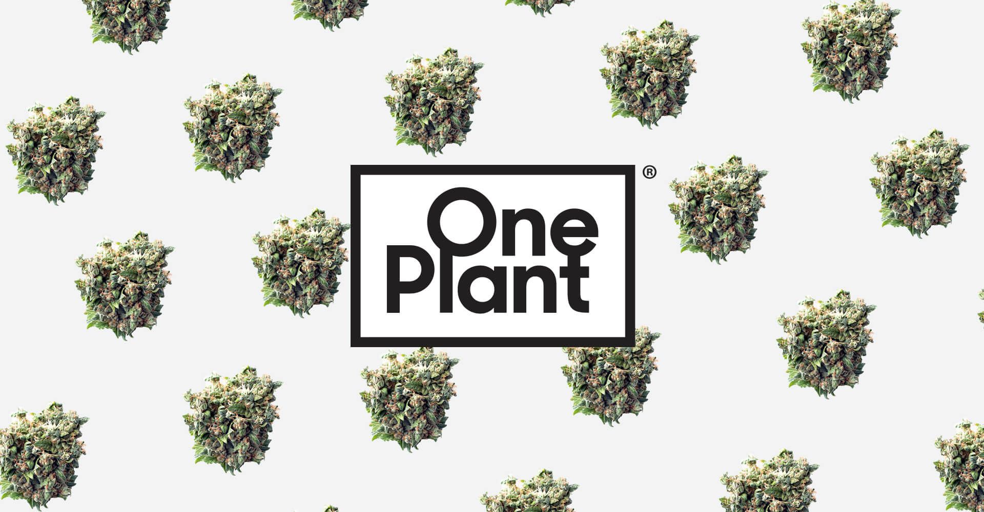 Halo Car Wash - Case Study